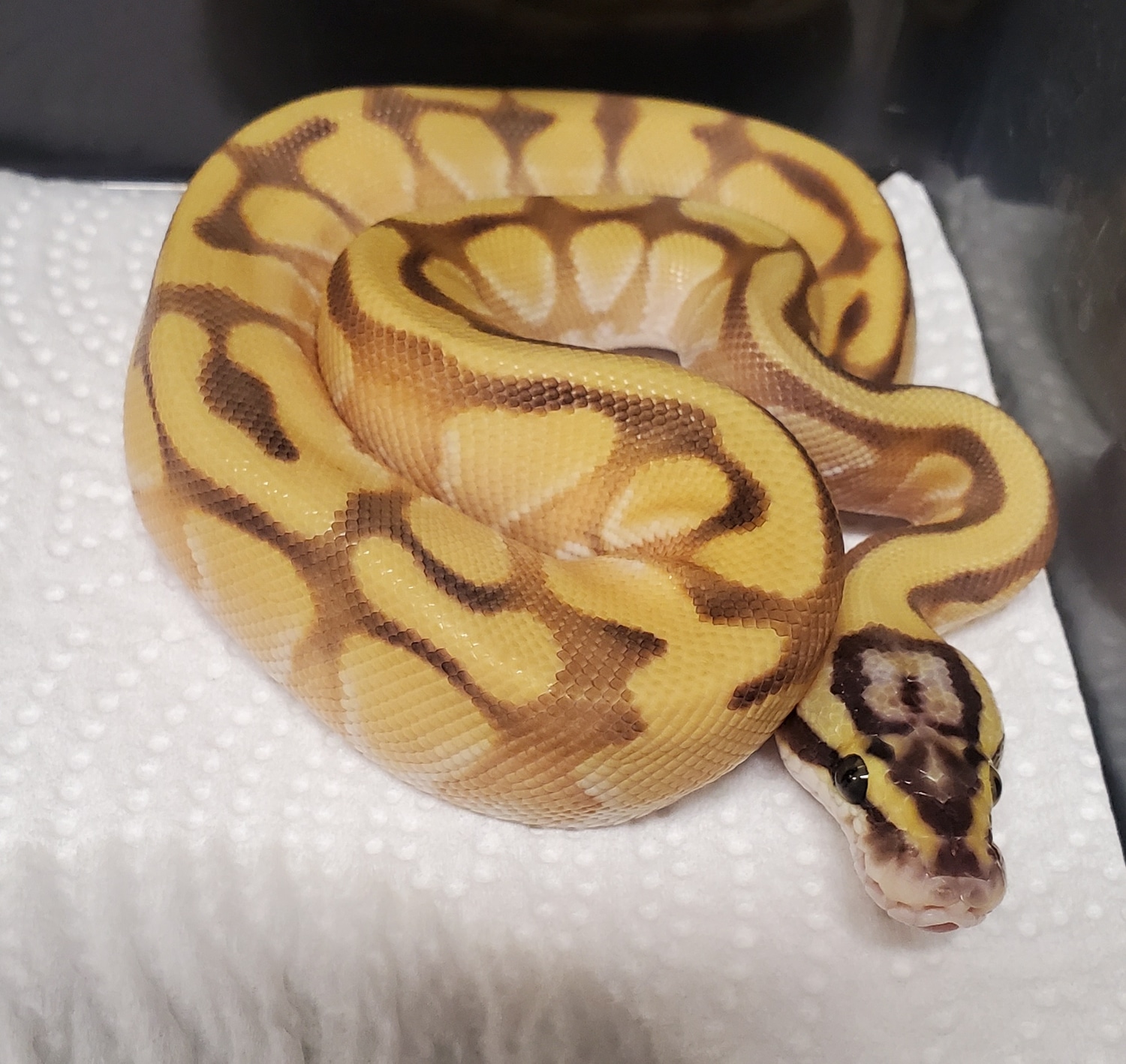 Pastel Enchi Special Desert Ghost Ball Python by Bad Azz Balls ...