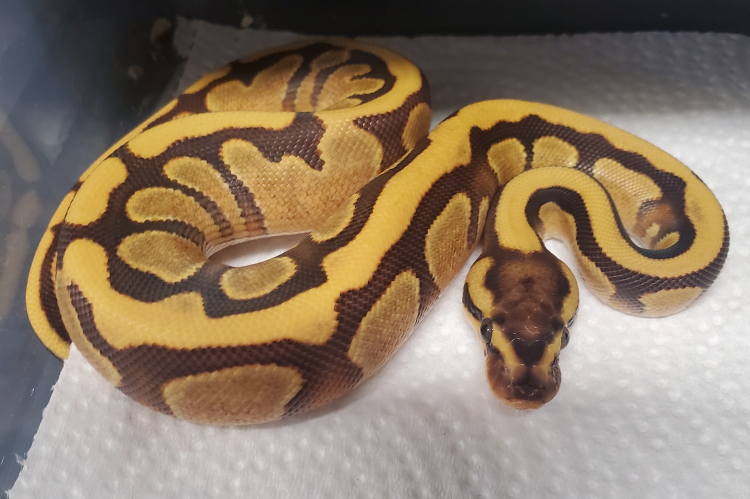 Enchi Special Het Desert Ghost Ball Python by Bad Azz Balls - MorphMarket
