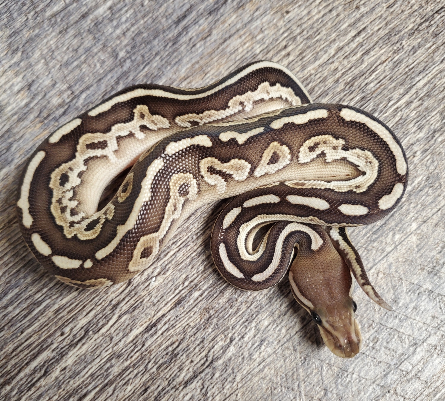 Black Pastel Butter Pos Het Dg Ball Python by Bad Azz Balls - MorphMarket