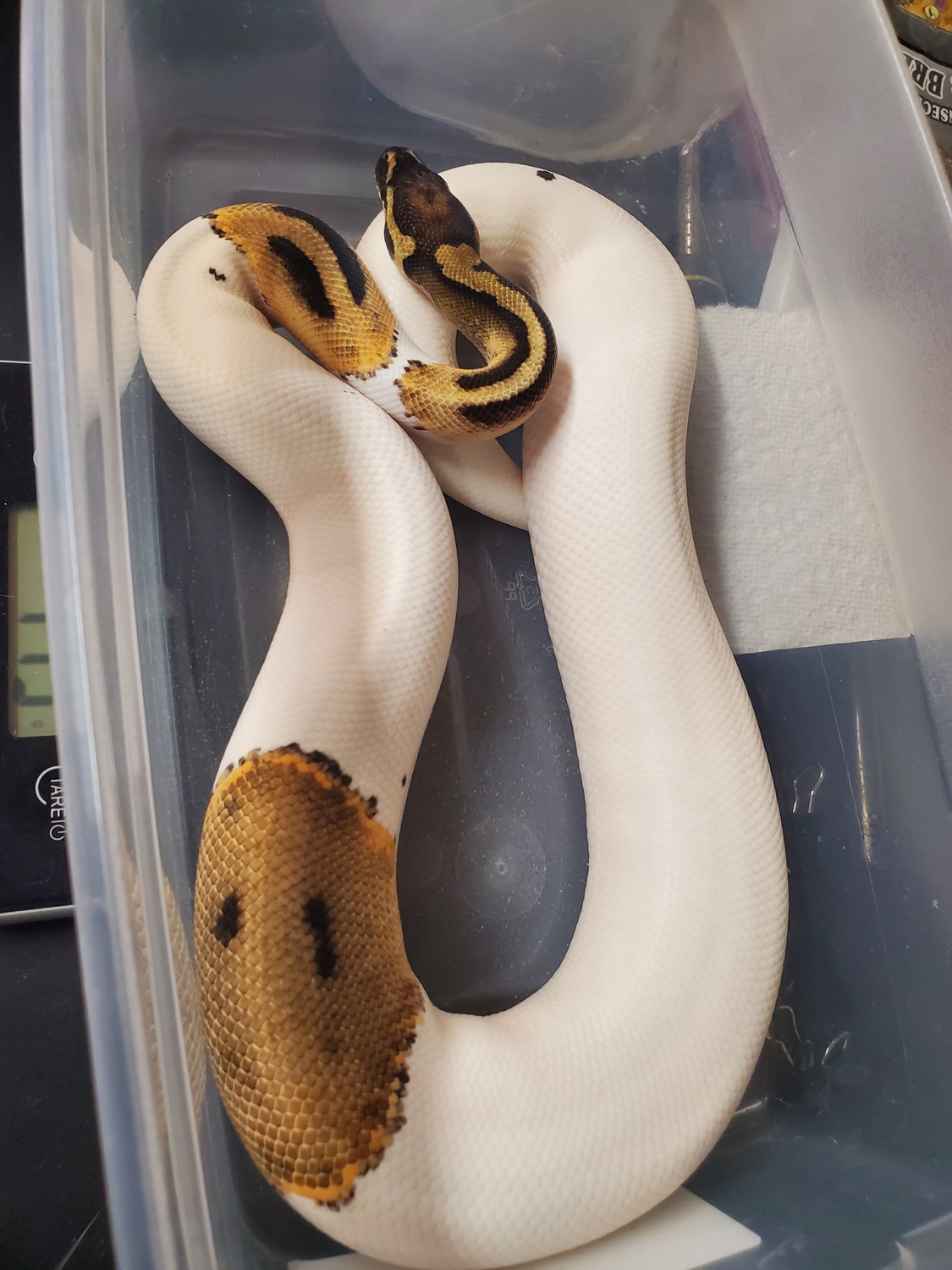 Orange Dream Pied Ball Python by Bad Azz Balls - MorphMarket
