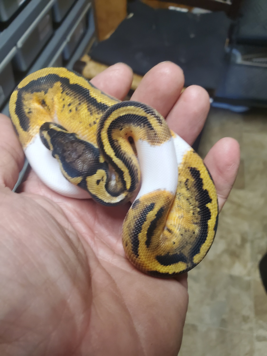 Pastel Pied 50%het Clown Ball Python by Bad Azz Balls - MorphMarket