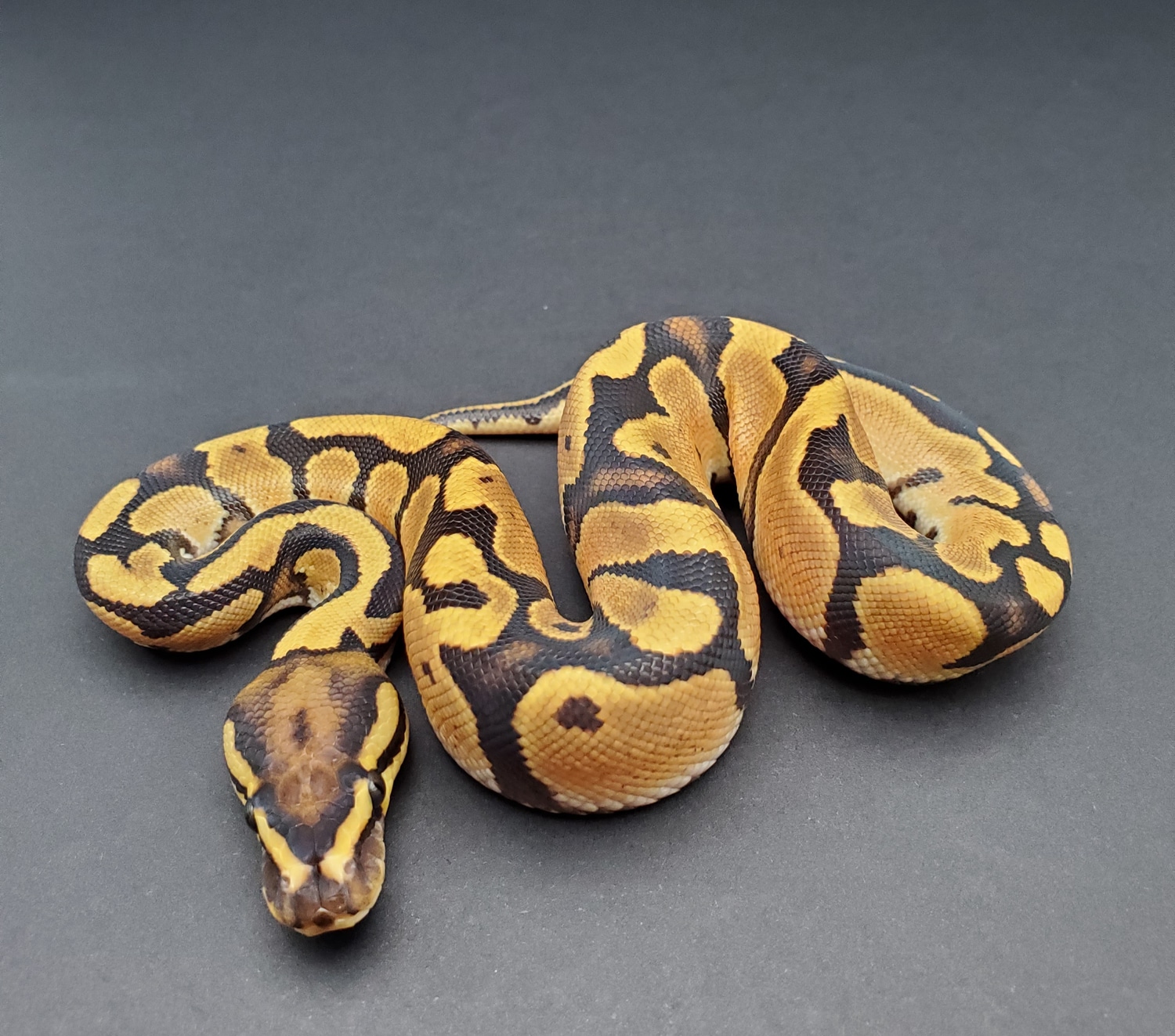 Fire Orange Dream 50%het Desert Ghost Ball Python by Bad Azz Balls ...