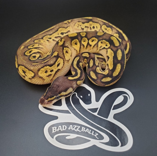 Pastel Yellowbelly Super Bongo Ball Python by Bad Azz Balls