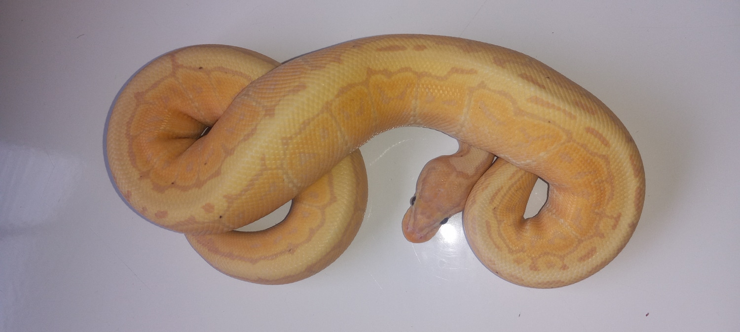 Banana Pinstripe Ball Python by Tripping Designer Balls - MorphMarket