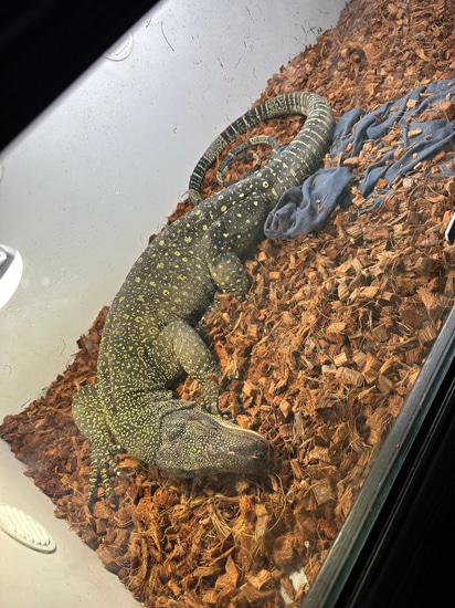 Long Term Captive Crocodile Monitor by LeistsExotics