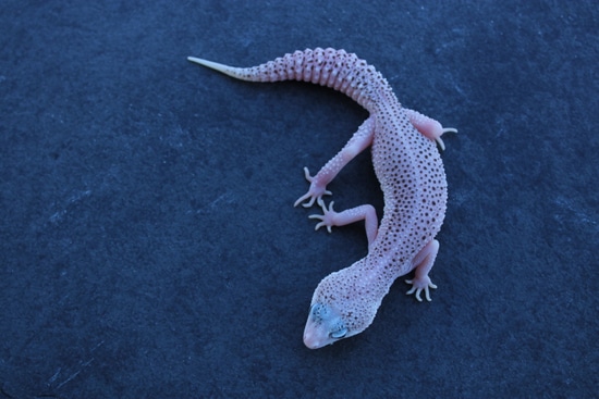 Galaxy Leopard Gecko by RLos Exotics