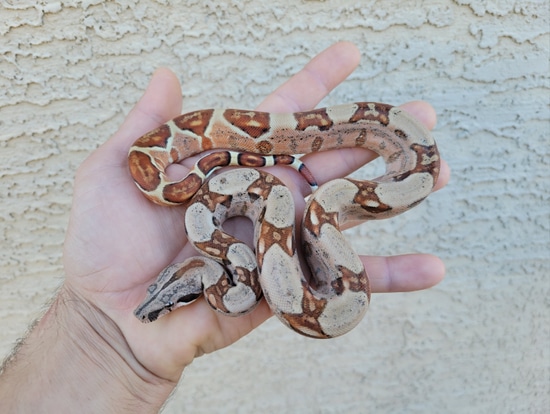 Purple Pastel Hypo Jungle Het Sharp Albino Boa Constrictor by Graceful ...