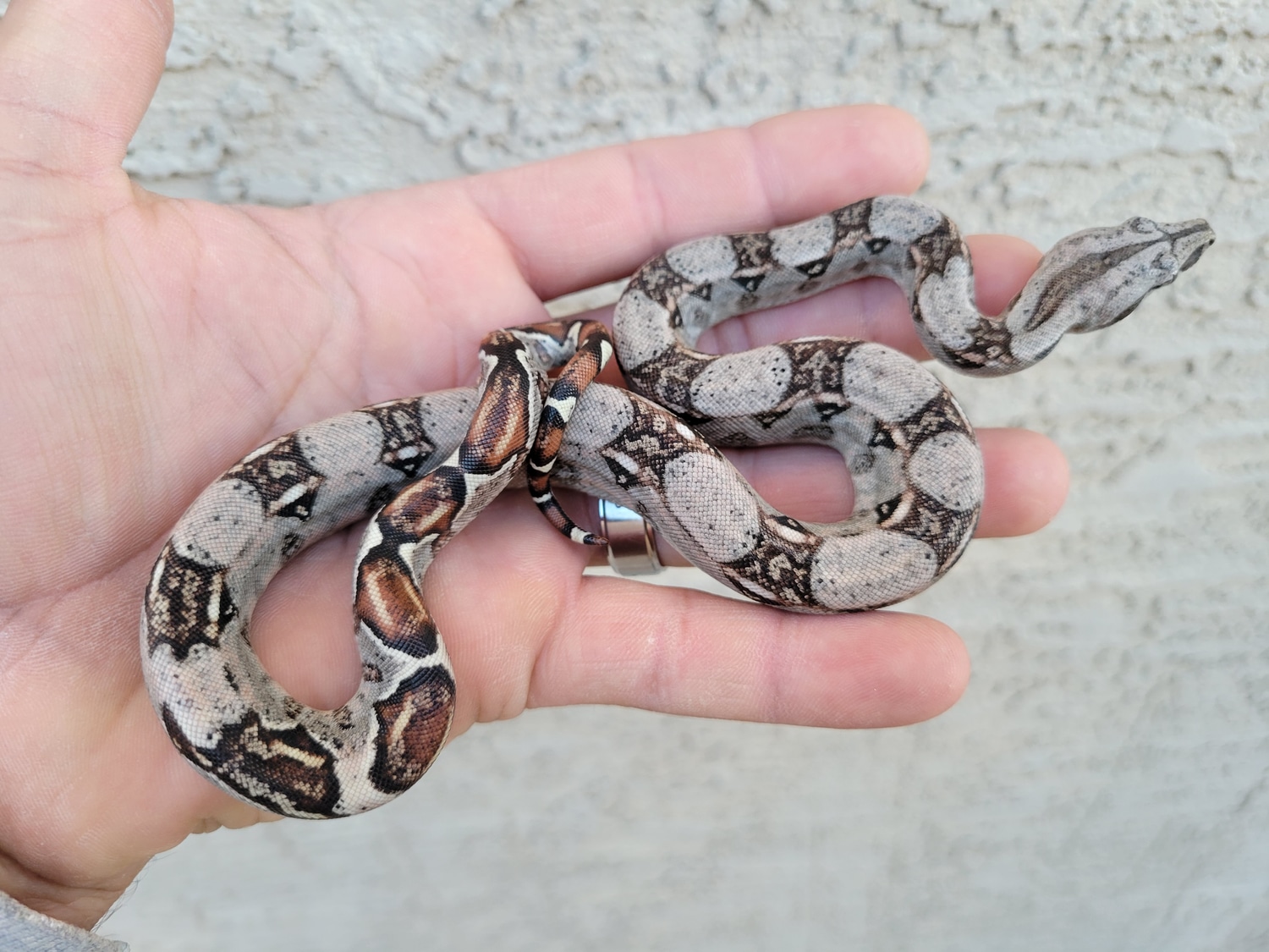 Purple Pastel Double Het Sharp/anery Type 1 Boa Constrictor by Graceful ...