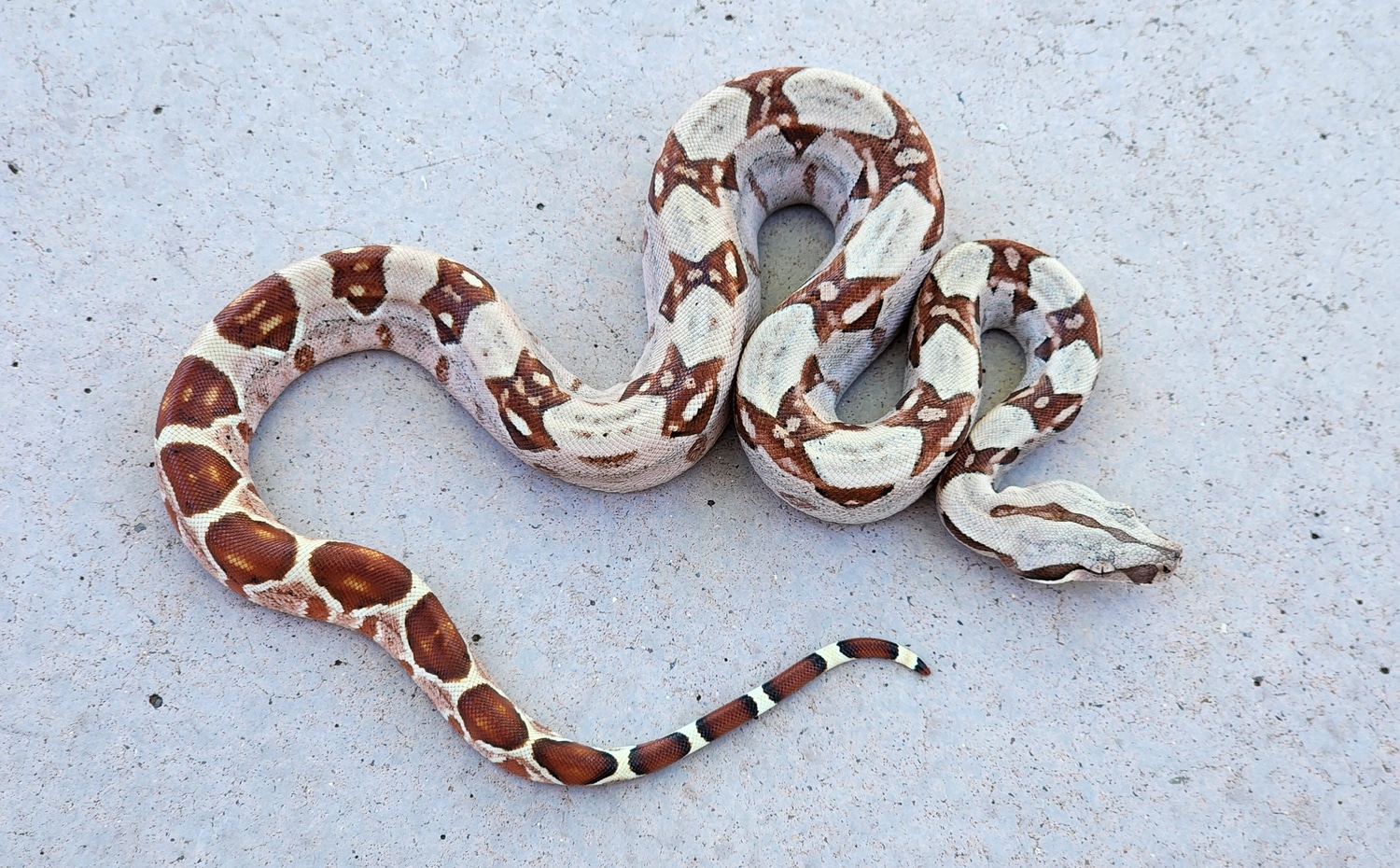 Purple Pastel Hypo Het Sharp Boa Constrictor by Graceful Serpents ...