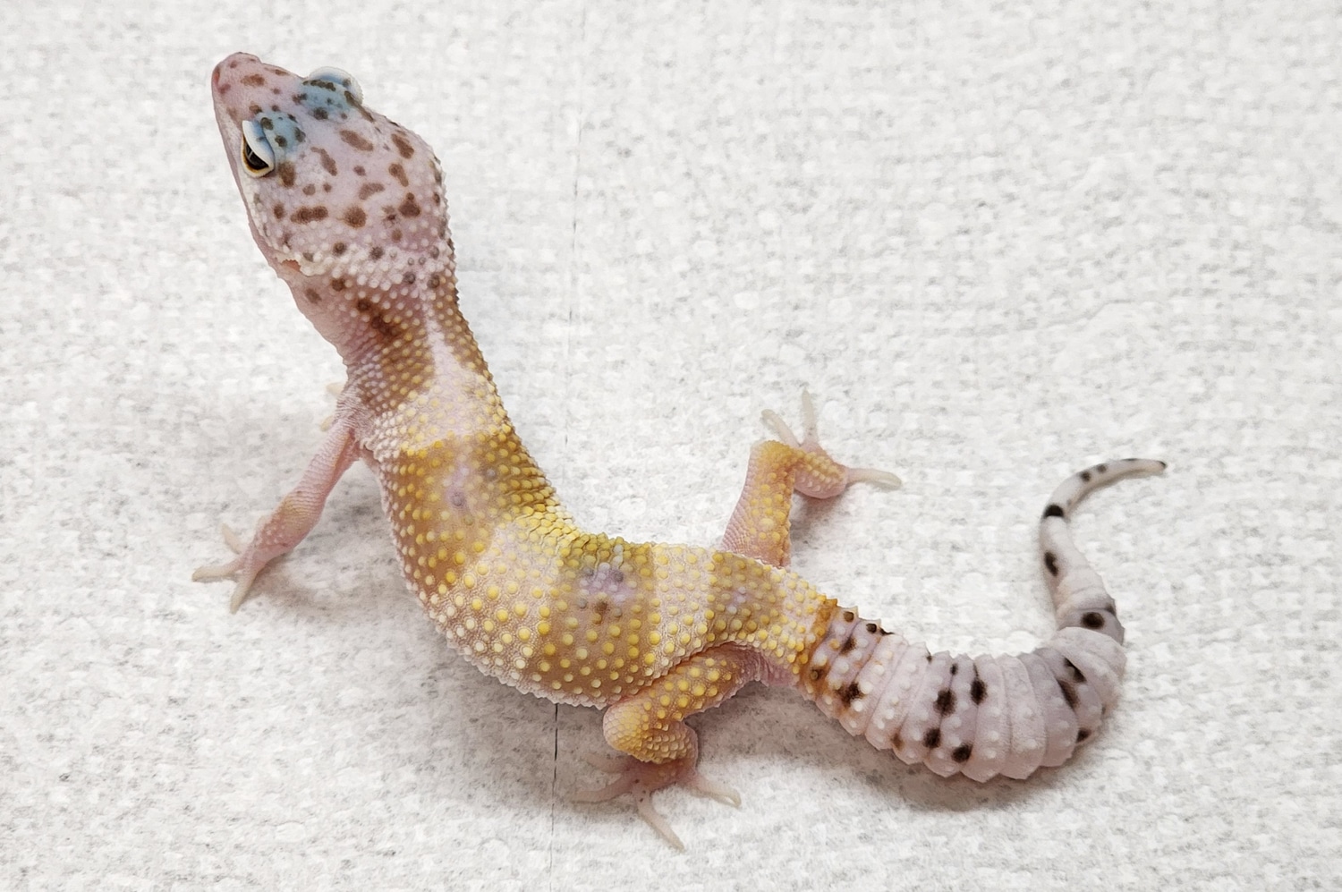 Hypo Snow Het Tremper Giant/Super Gaint Leopard Gecko by Graceful ...
