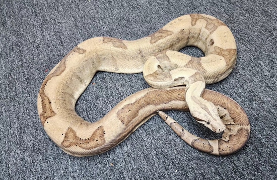 Proven Breeder Ghost Jungle Boa Constrictor by Graceful Exotics LLC