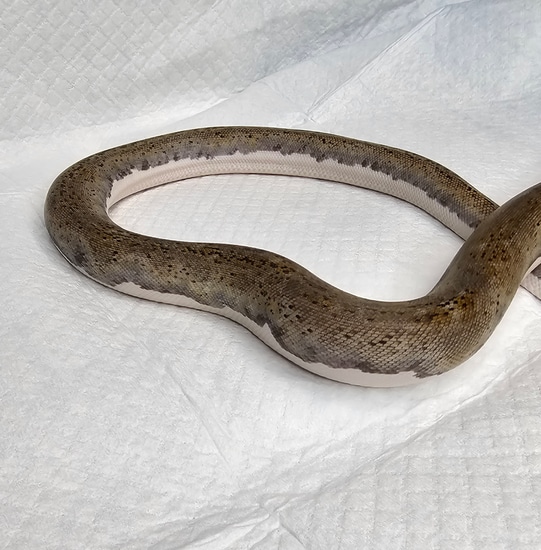 Male Pied Reticulated Python by Graceful Exotics LLC