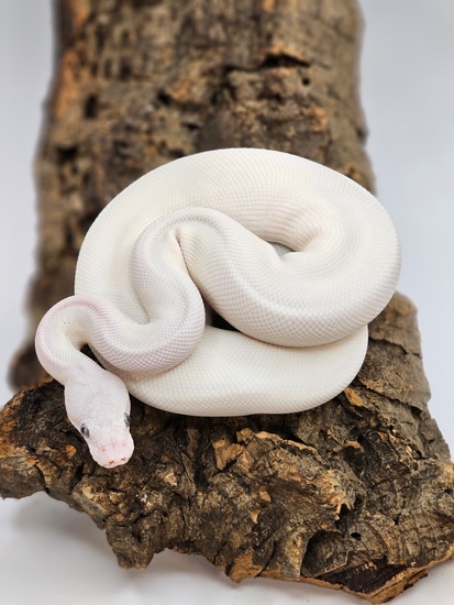Blue Eye Lucy Ball Python by Graceful Exotics LLC