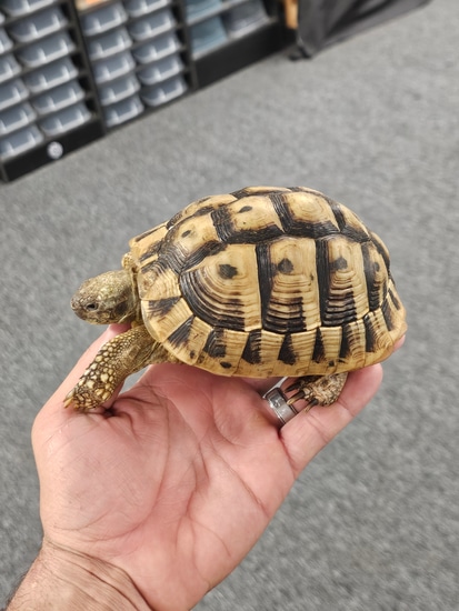 Almost Ready To Breed Female Hermann Tortoise Hermann's Tortoise by ...