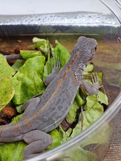Purple Iguana Green Iguana by Graceful Serpents