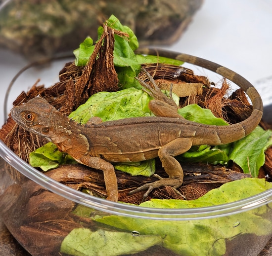 Red Iguanas Green Iguana by Graceful Exotics LLC