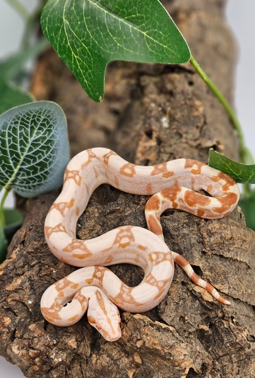 Purple Pastel Sharp Sunglow Boa Constrictor by Graceful Exotics LLC