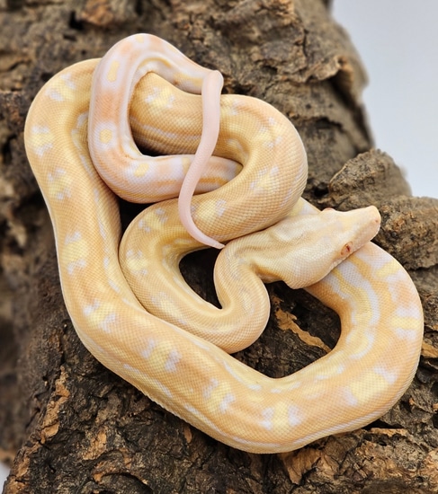 Pastel Dream Sharp Albino Aztec Motley Boa Constrictor by Graceful ...