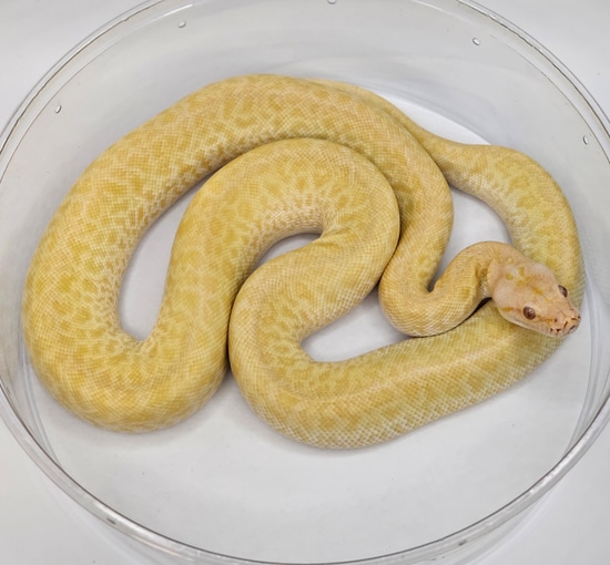 Pearl Granite Burmese Python by Graceful Exotics LLC