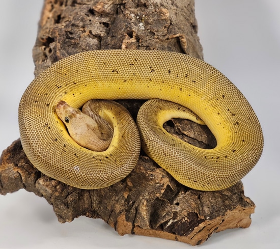Pastel Pinstripe Clown Ball Python by Graceful Exotics LLC