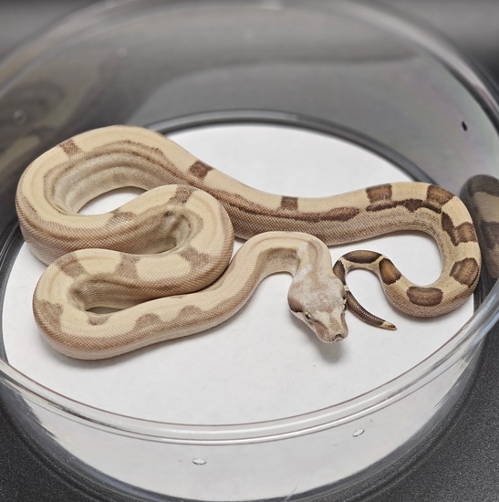 Paraglow Fire Motley Het Anery Boa Constrictor by Graceful Exotics LLC