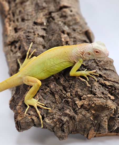 Baby T- Albino Iguanas Green Iguana by Graceful Exotics LLC