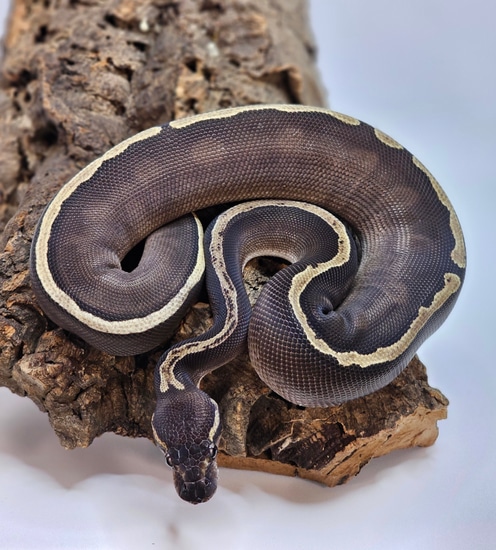 GHI Mojave Poss Chocolate Ball Python by Graceful Exotics LLC