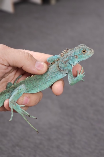 Blue Iguanas Green Iguana by Graceful Exotics LLC