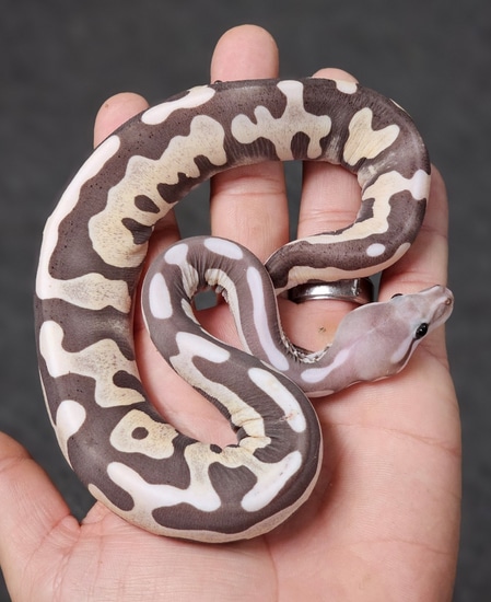 Scaleless Fire Poss Cinnamon Ball Python by Graceful Serpents