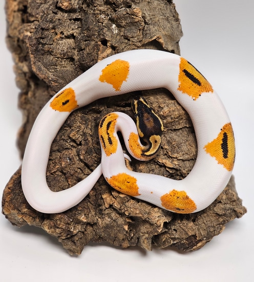 OD YB Pied Ball Python by Graceful Serpents
