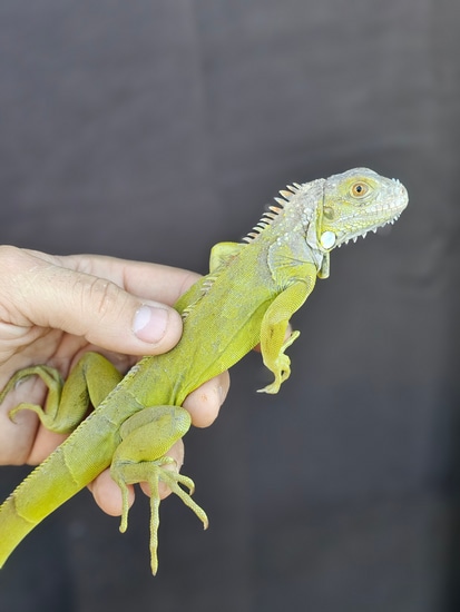 Hypo Iguanas Green Iguana by Graceful Exotics LLC
