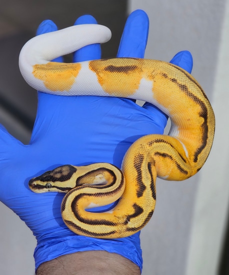 YB OD Enchi Pied Ball Python by Graceful Exotics LLC