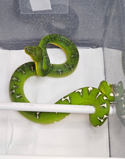 Emerald Tree Boa Northern Emerald Tree Boa by Graceful Exotics LLC