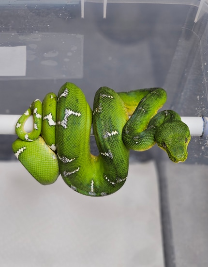 Emerald Tree Boa Northern Emerald Tree Boa by Graceful Exotics LLC