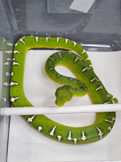 Emerald Tree Boa Northern Emerald Tree Boa by Graceful Exotics LLC