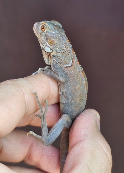 Zero Purple Iguana Green Iguana by Graceful Exotics LLC