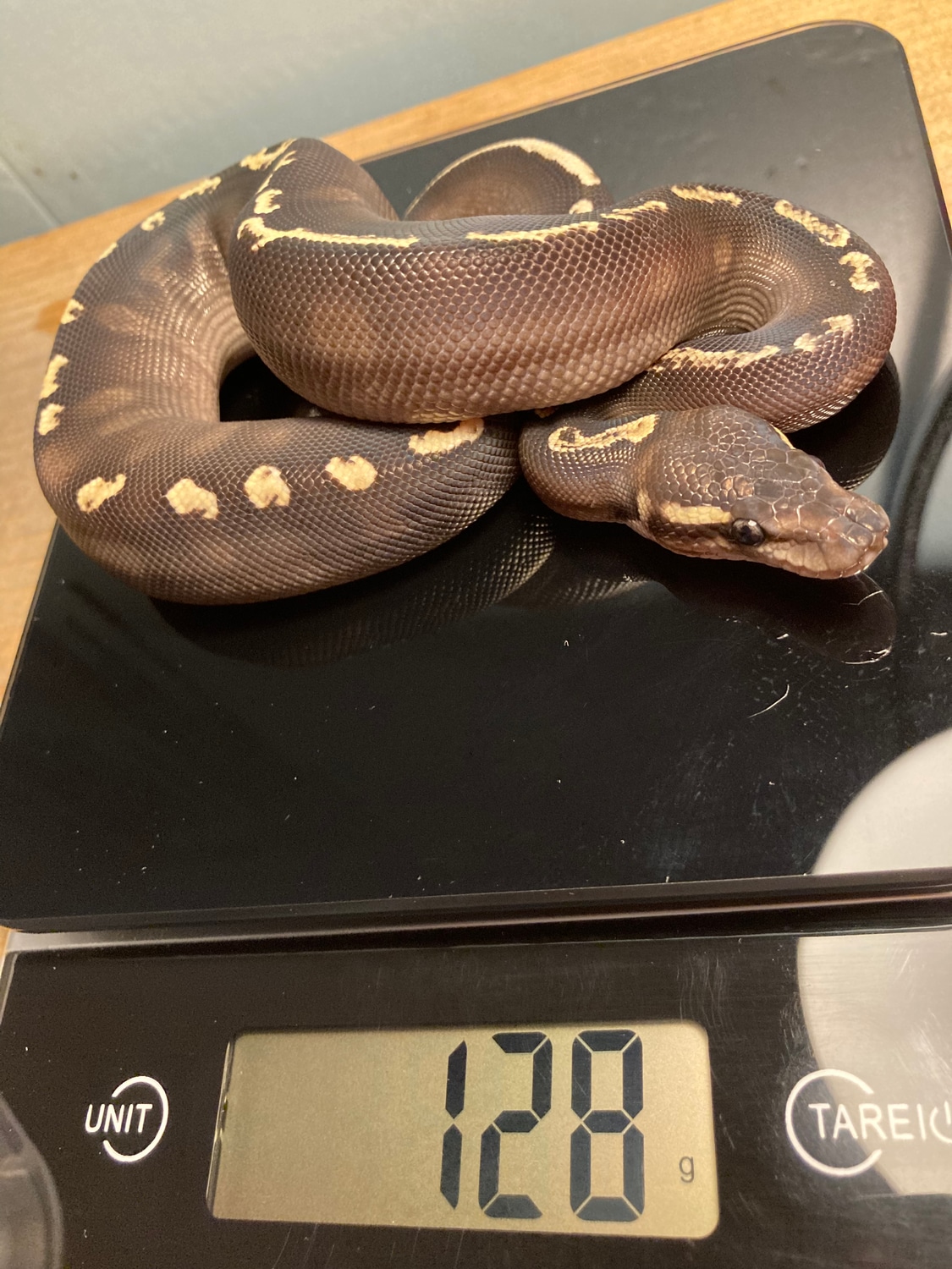 Cinnamon GHI Mojave 66% Het Ghost Ball Python by SnakeMorphs.com ...