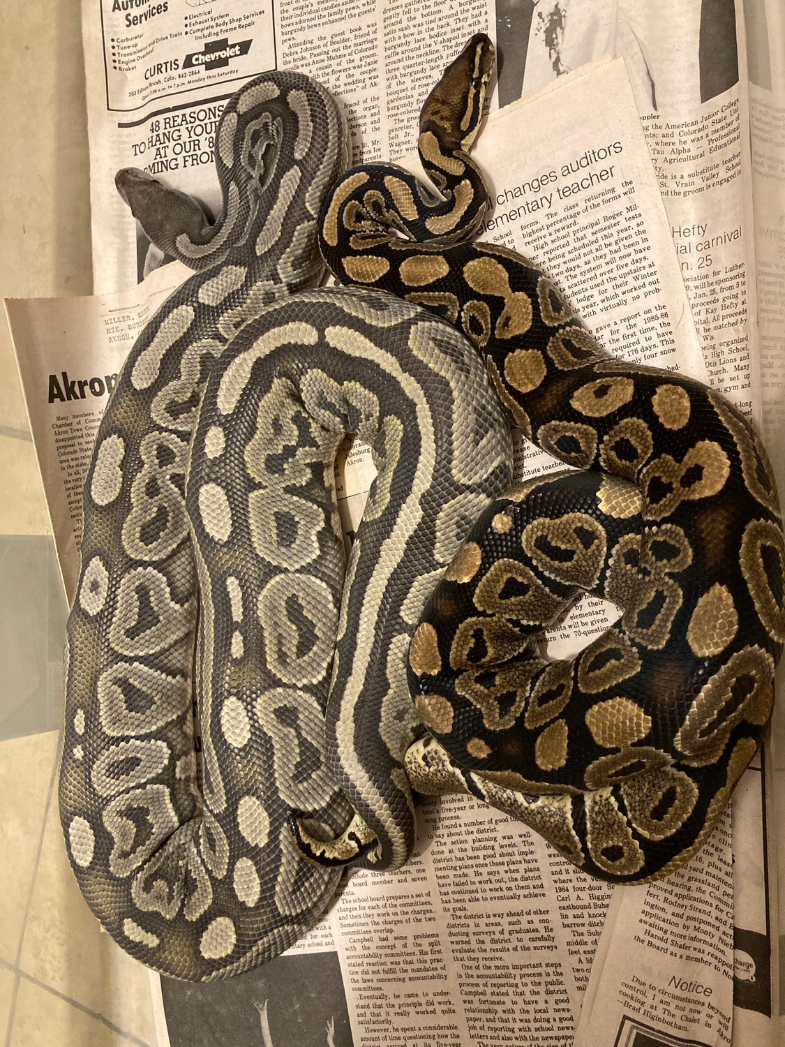 Adult Het Hypo Possible Het Monsoon Ball Python by SnakeMorphs.com ...