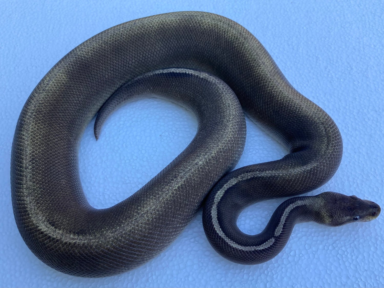 Garcia Chocolate Cinnamon GHI Mojave Pastel 50% Chance Het Hypo Ball ...