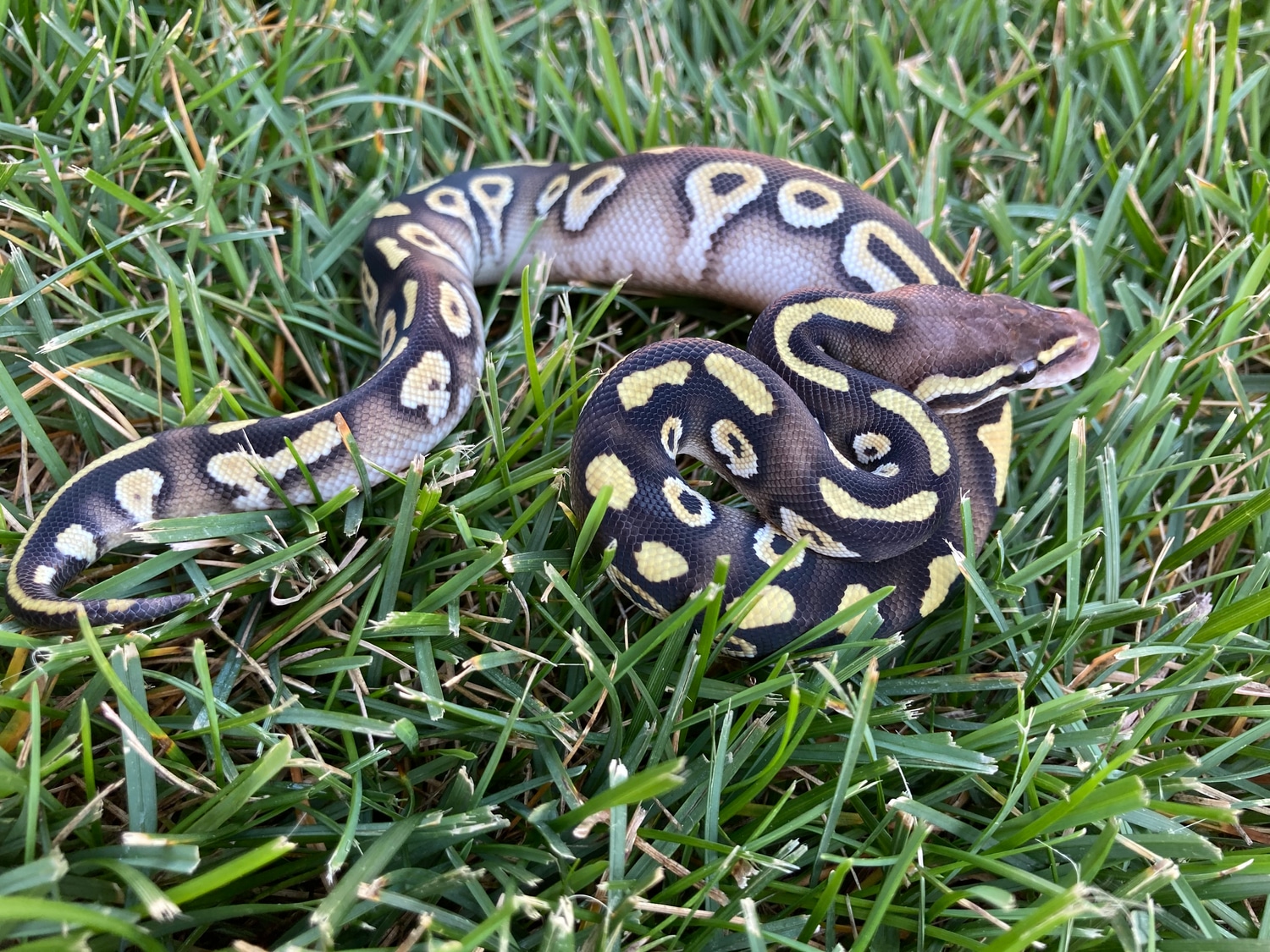 Chocolate Mojave Pastel Het Albino Ball Python by SnakeMorphs.com ...