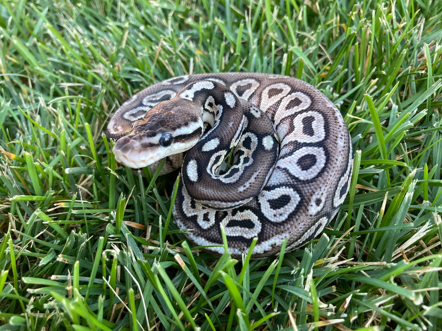 Cinnamon Mojave Pastel Het Albino Ball Python by SnakeMorphs.com ...