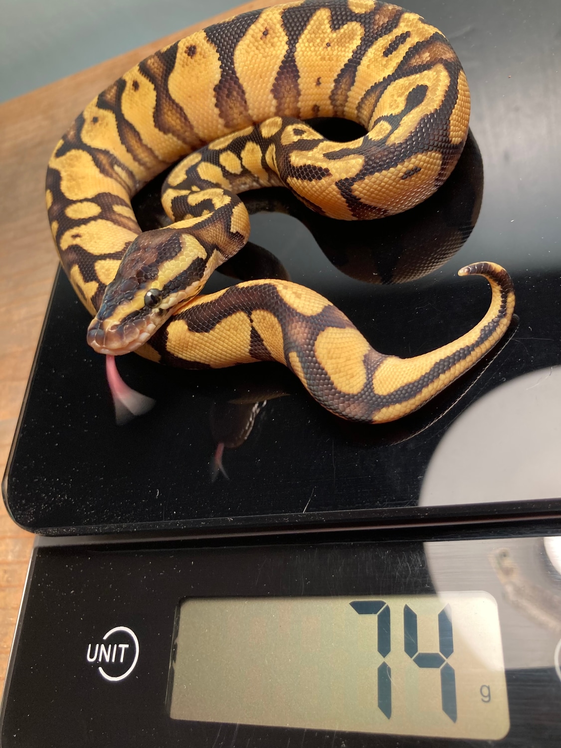 Enchi Pastel Yellow Belly Ph VPI Axanthic And Desert Ghost Ball Python ...