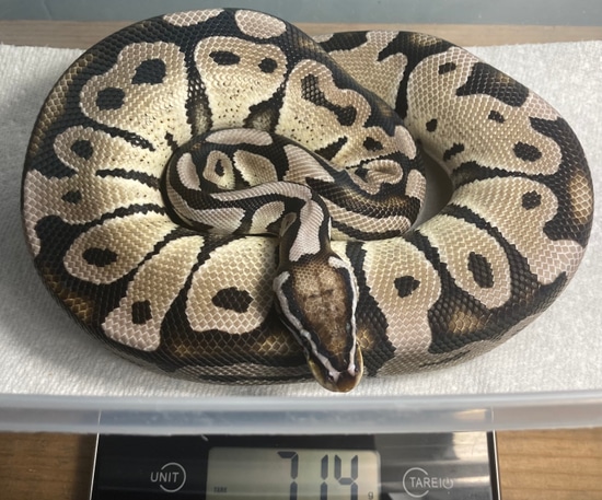 VPI Axanthic Pastel Double Het Clown Hypo Ball Python by SnakeMorphs.com
