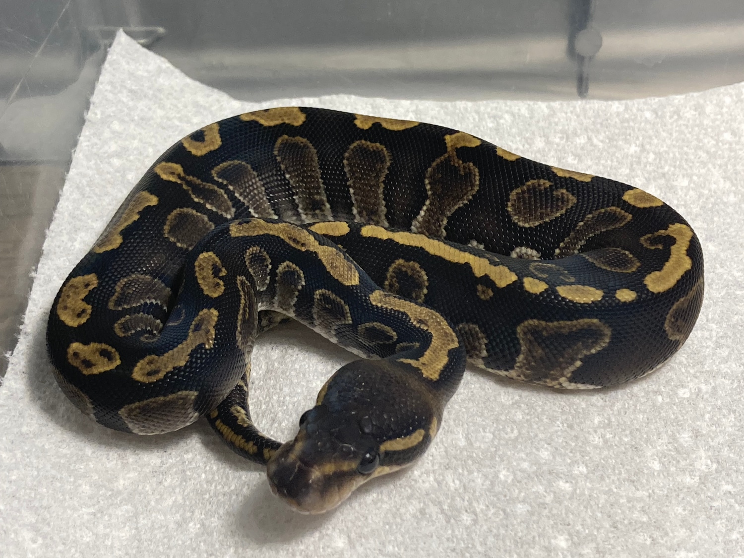 GHI Mahogany Het Hypo Ball Python by SnakeMorphs.com - MorphMarket