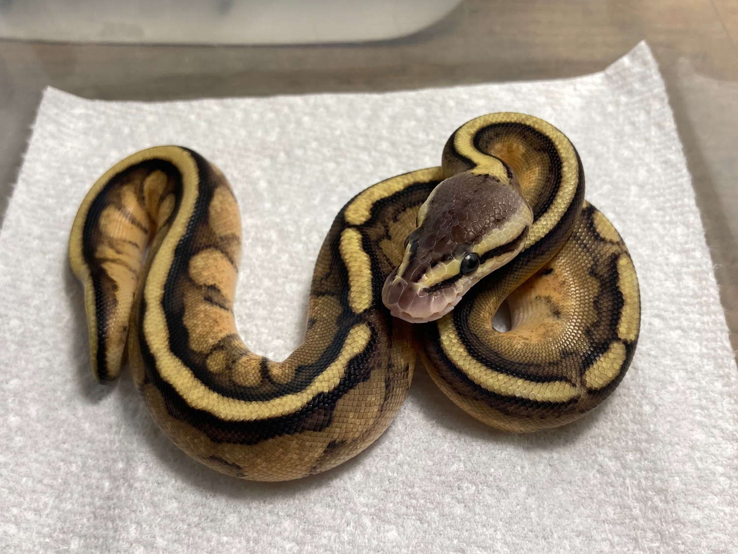 Genetic Stripe Pastel Het Albino And Hypo Ball Python by SnakeMorphs ...