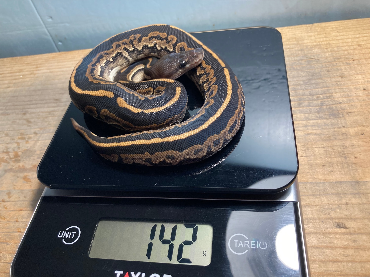 Cinnamon Mahogany Pos Het Hypo Pos Het Pied Ball Python by SnakeMorphs ...