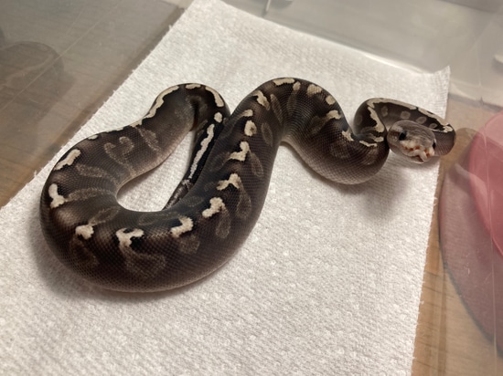 Chocolate Cinnamon GHI Pastel Dh VPI Axanthic Hypo Ball Python by ...