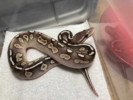 Cinnamon Pastel Pos Chocolate Ball Python by SnakeMorphs.com