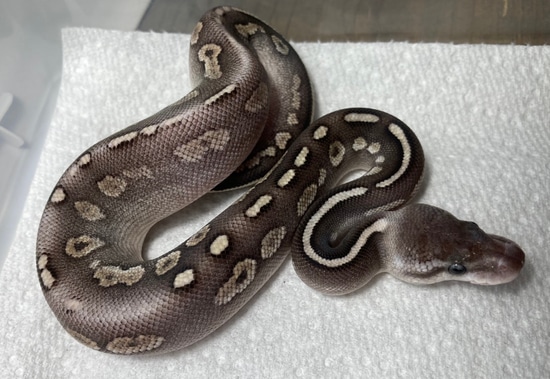 Blackhead Chocolate Cinnamon Mojave Pastel Ball Python by SnakeMorphs.com