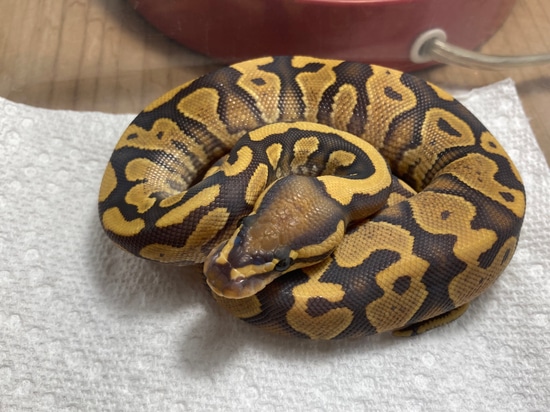 Hypo Yellow Belly Het Clown Pos Het VPI Axanthic Ball Python by ...